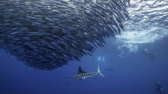 Sustainable Ocean Resource Harvesting: Navigating Responsibility ...