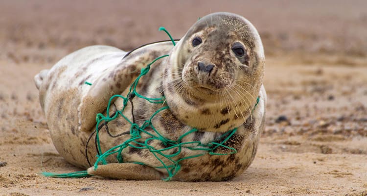 Environmental Consequences of Trawling: Impact on Ocean Ecosystems ...
